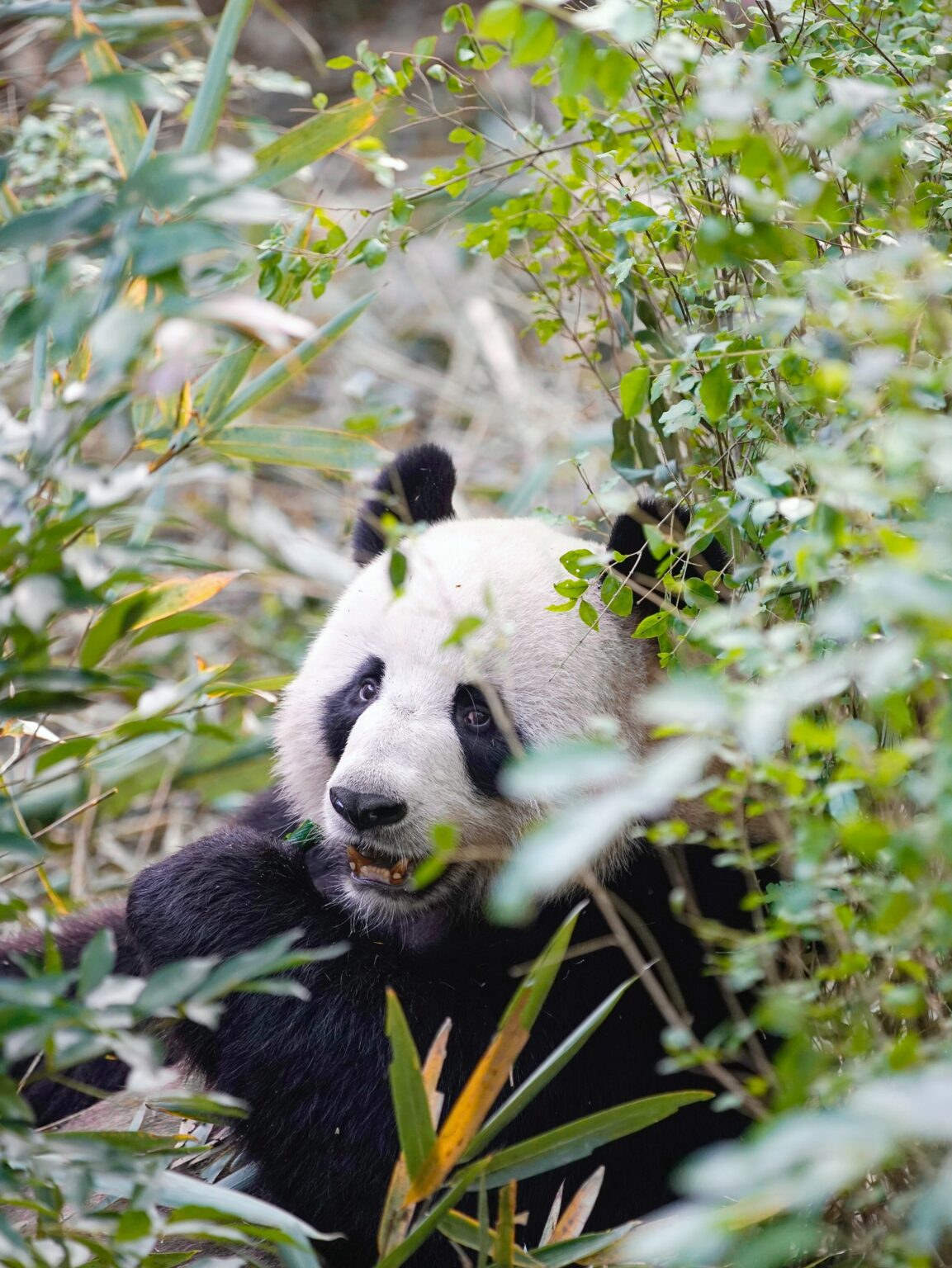 How to Hold A Panda in the Chengdu Panda Centre in China