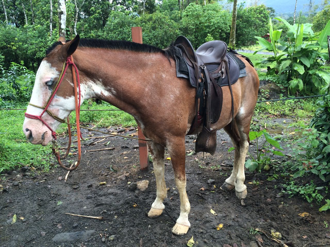 Horse Riding in Costa Rica at the Blue River Resort