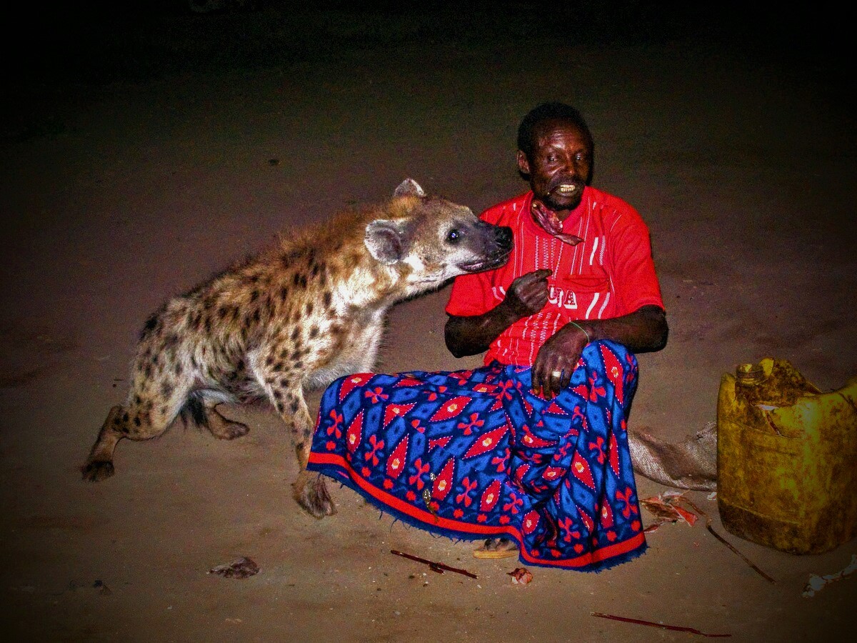 Feeding Hyenas in Harar, Ethiopia; Mouth to Mouth!