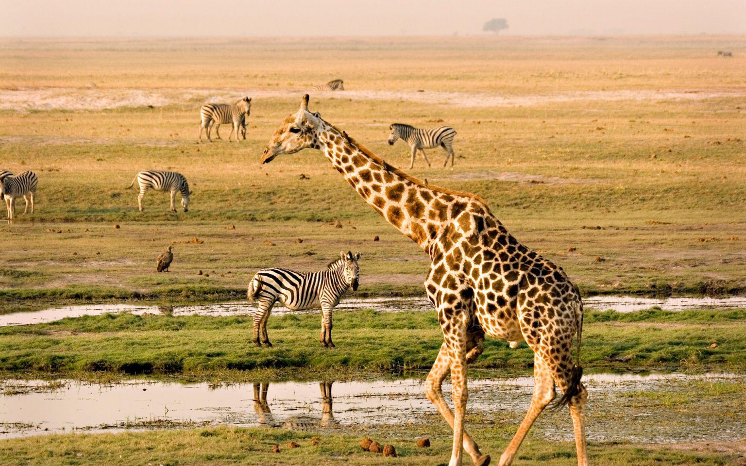Visiting Chobe National Park, Botswana; Everything You Need to Know