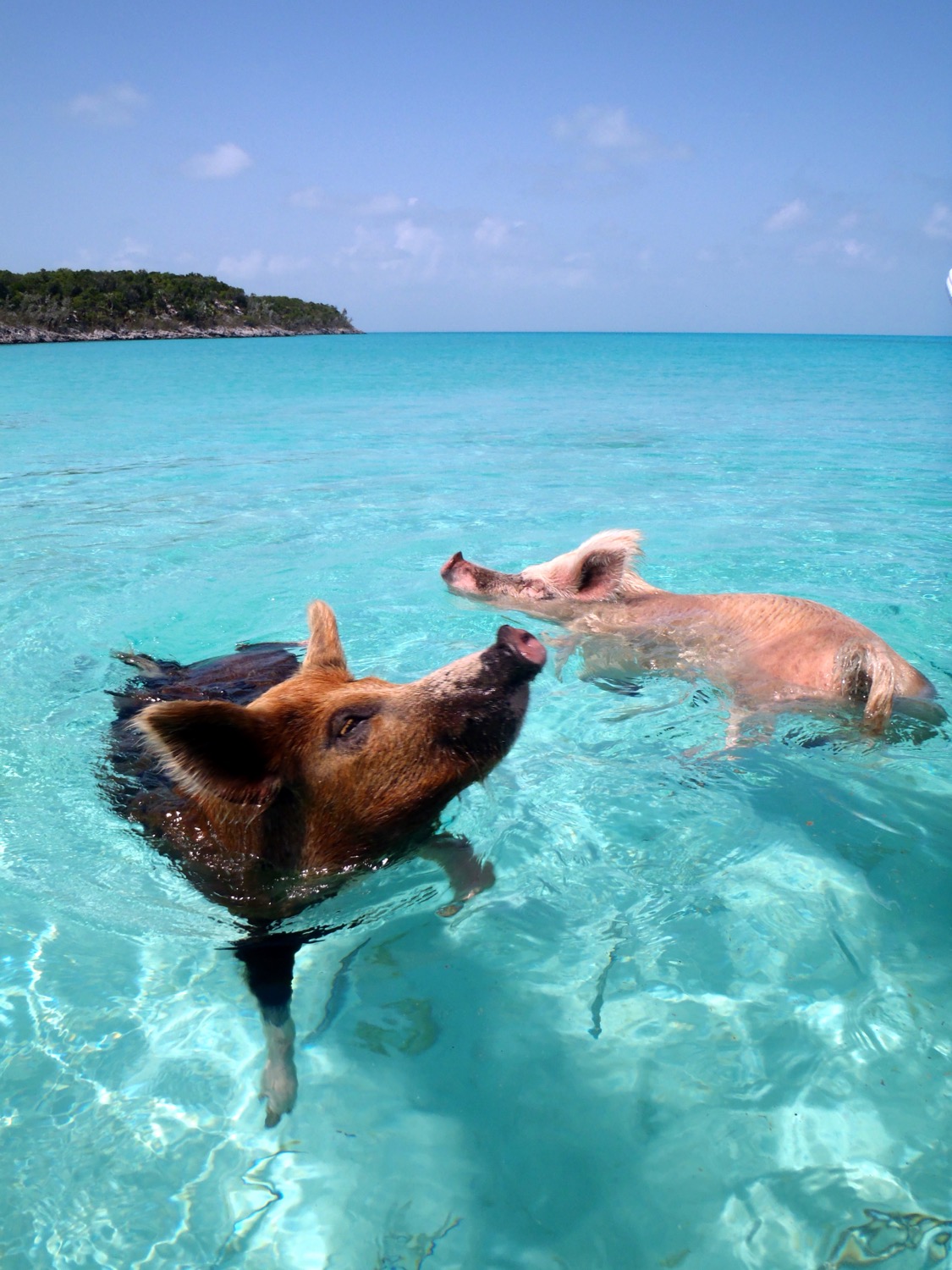 Swimming with Pigs in the Bahamas; A 1st Anniversary Gift
