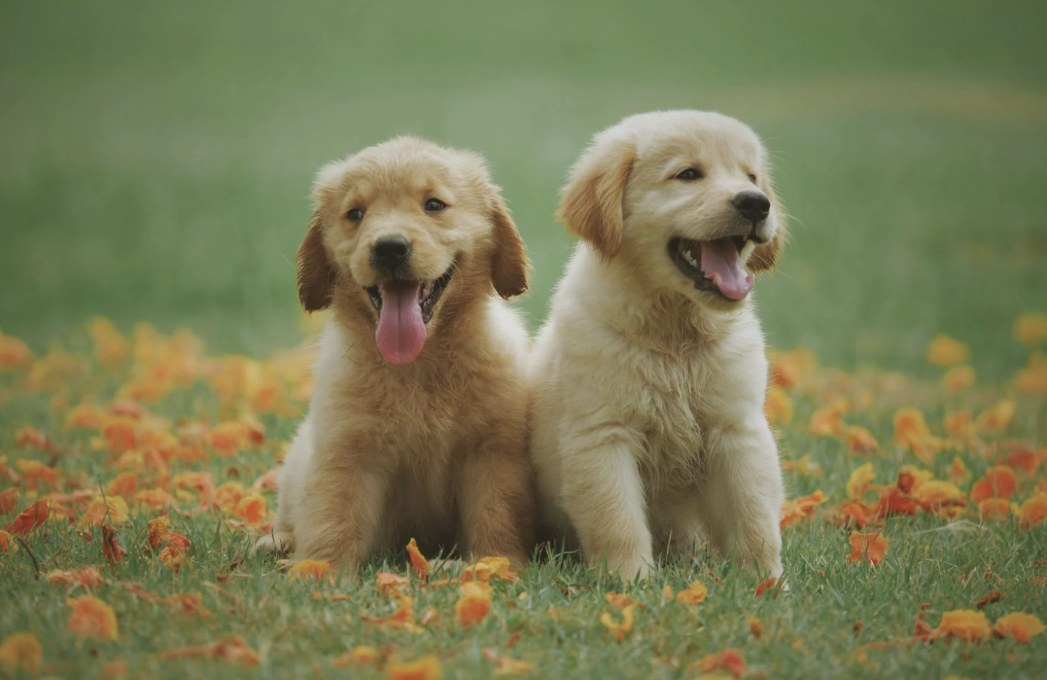 Top 4 Dog Parks in Maui to Visit