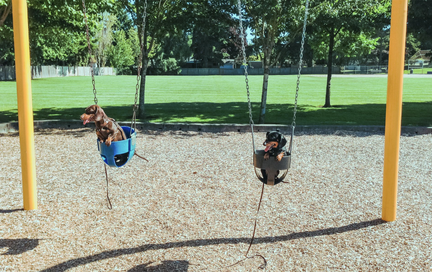 Top 4 Dog Parks in Maui to Visit